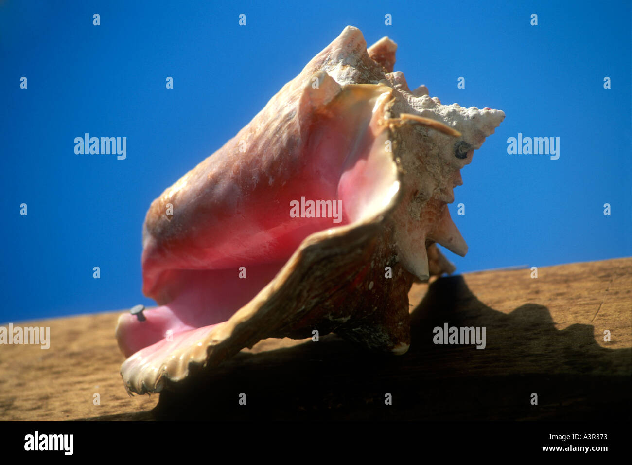 August 1997 Harbour Island Bahamas Conch Shell Stock Photo - Alamy