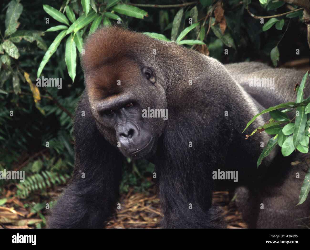 Western Lowland Gorilla Ivindo National Park Gabon West Africa Stock ...