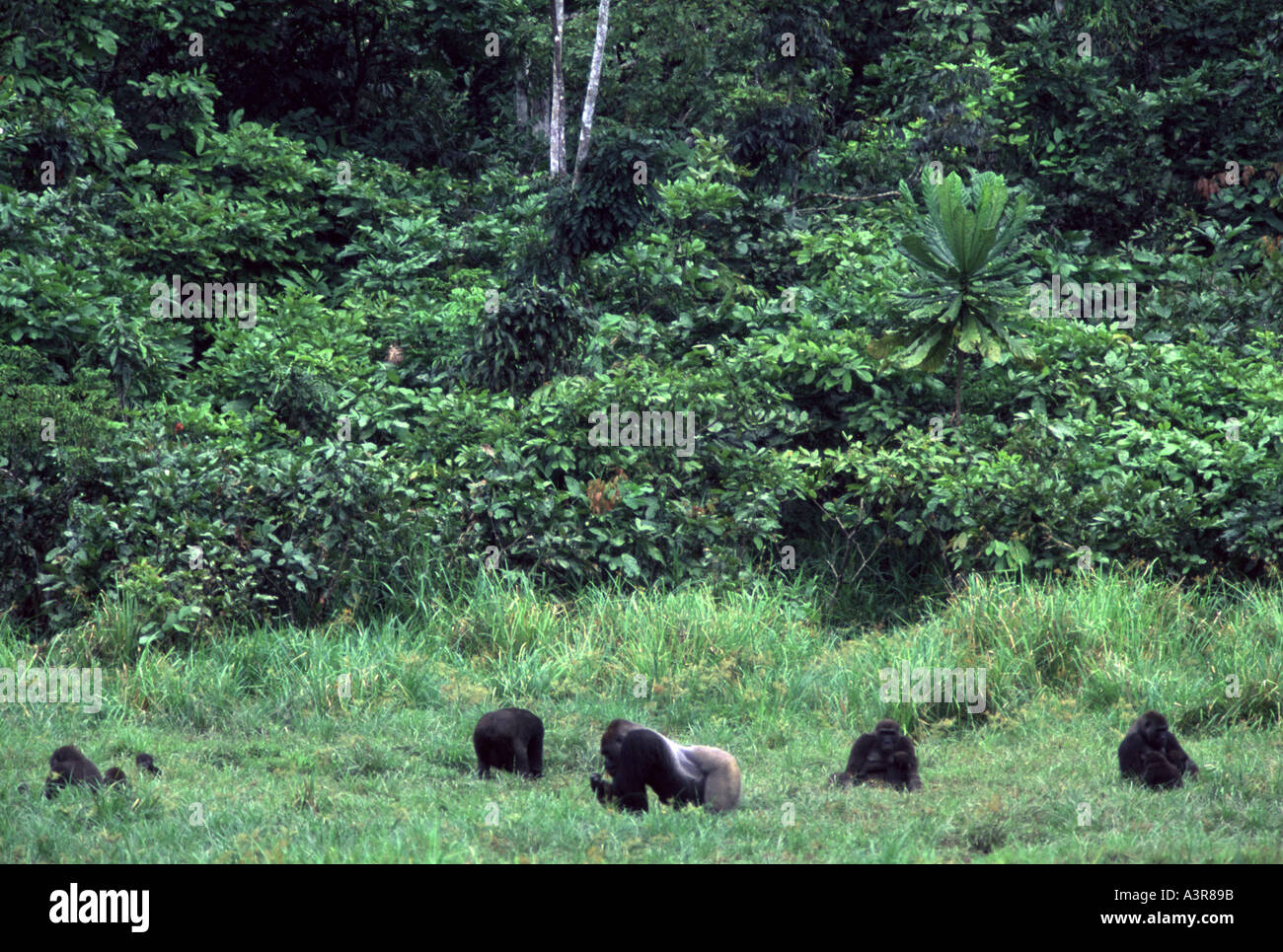 Ivindo national park hi-res stock photography and images - Alamy