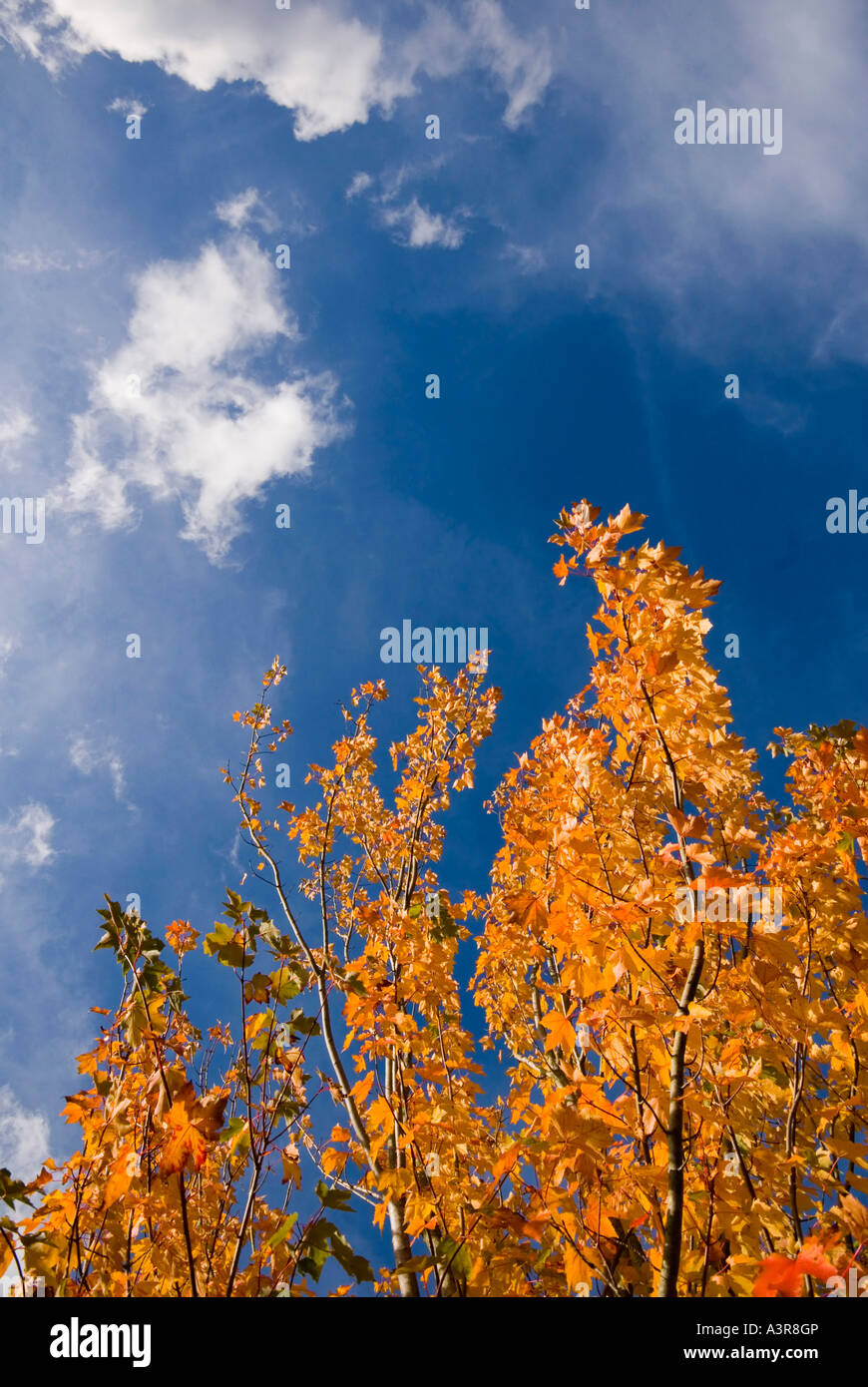 Sycamore tree autumn Bedgebury National Pinetum UK Kent Stock Photo - Alamy