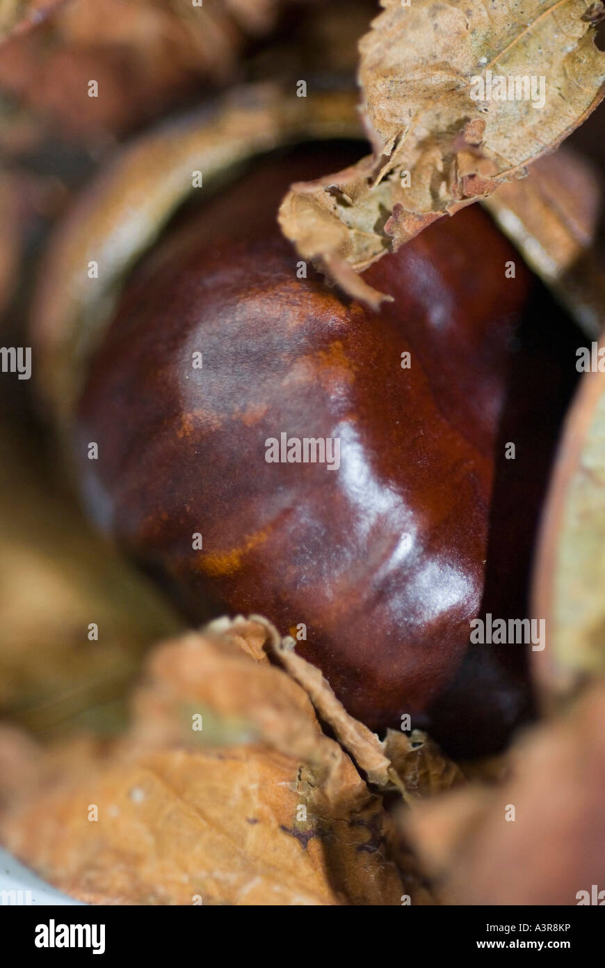 Conkers and shell Stock Photo - Alamy