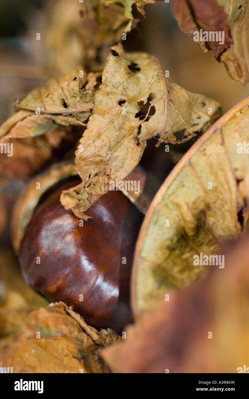 Conkers and shell Stock Photo - Alamy