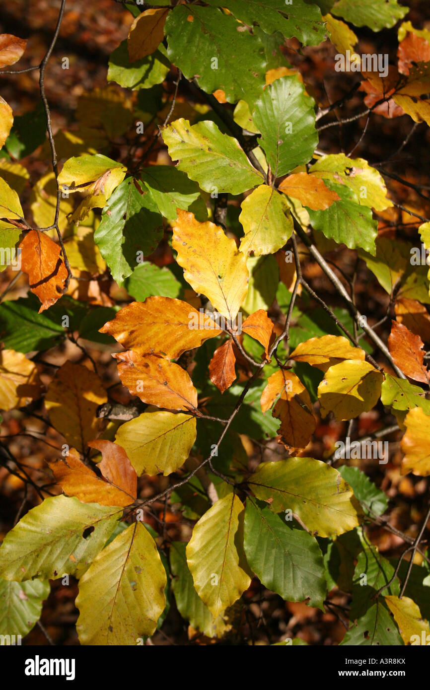 FAGUS SYLVATICA. BEECH LEAVES IN AUTUMN Stock Photo - Alamy