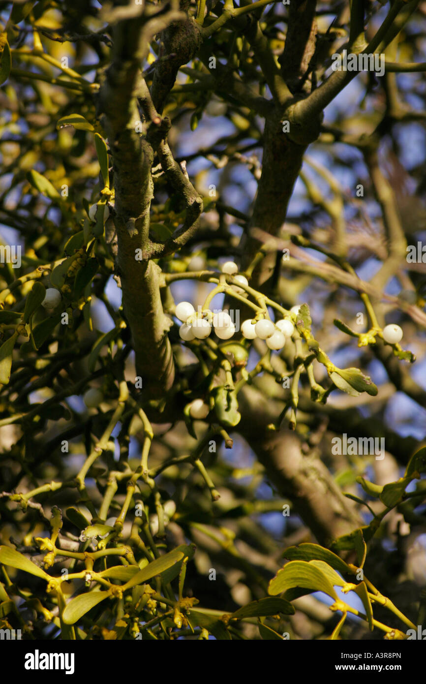 VISCUM ALBUM . MISTLETOE GROWING IN A HOST TREE Stock Photo - Alamy