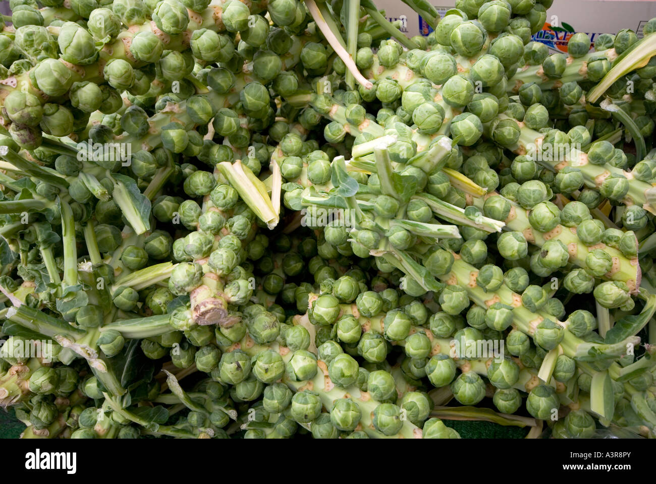 Brussels sprouts on the stalk vegetables Stock Photo - Alamy