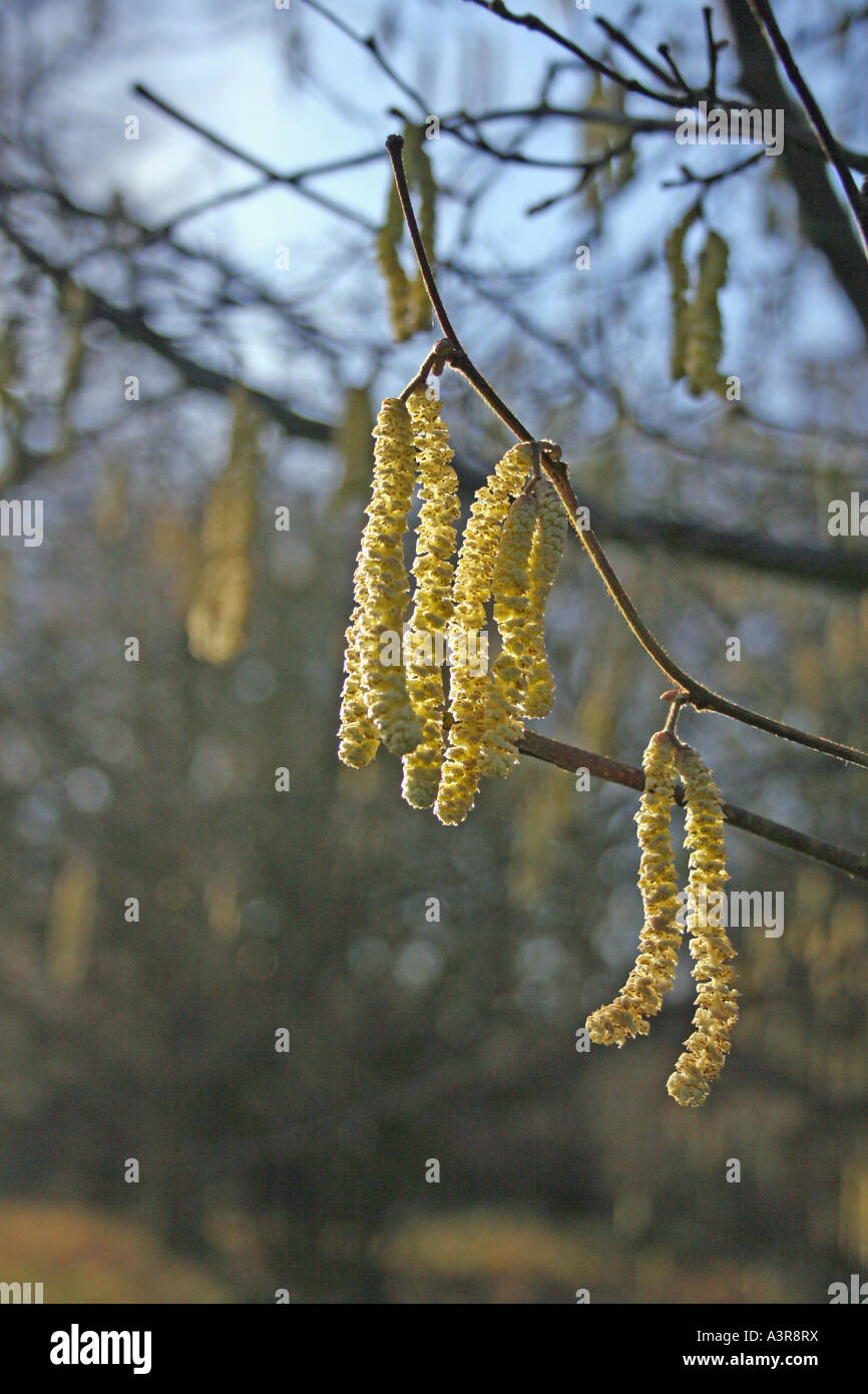 MALE CATKINS OF CORYLUS AVELLANA. HAZEL Stock Photo - Alamy