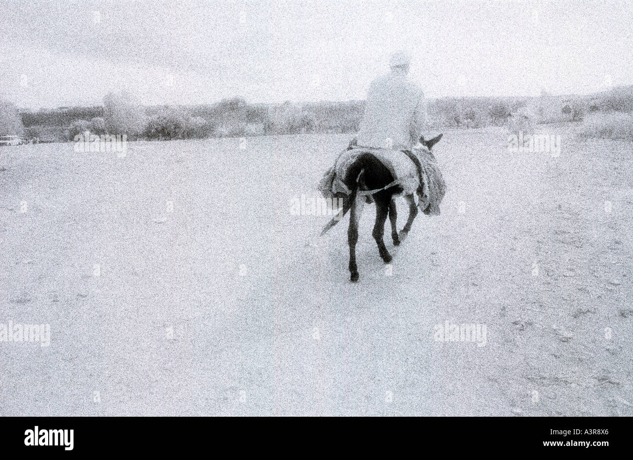 Biblical Man and donkey scene in Meknes in Morocco in the Maghreb in ...