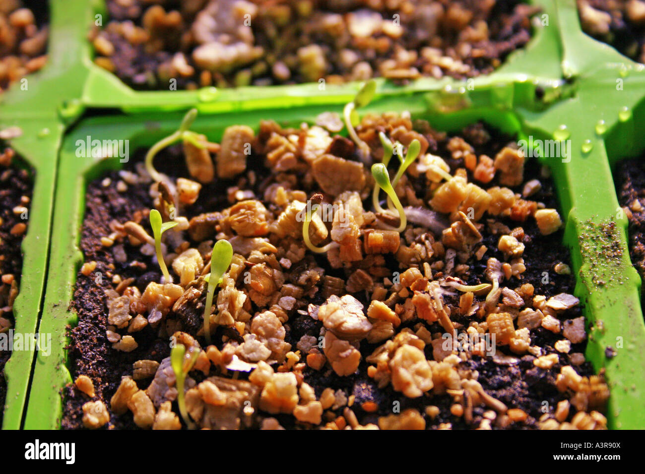 HORTICULTURE. SEEDLINGS IN A TRAY APPEARING THROUGH COMPOST Stock Photo ...