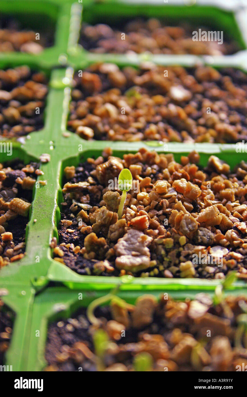 Compost and grit hi-res stock photography and images - Alamy