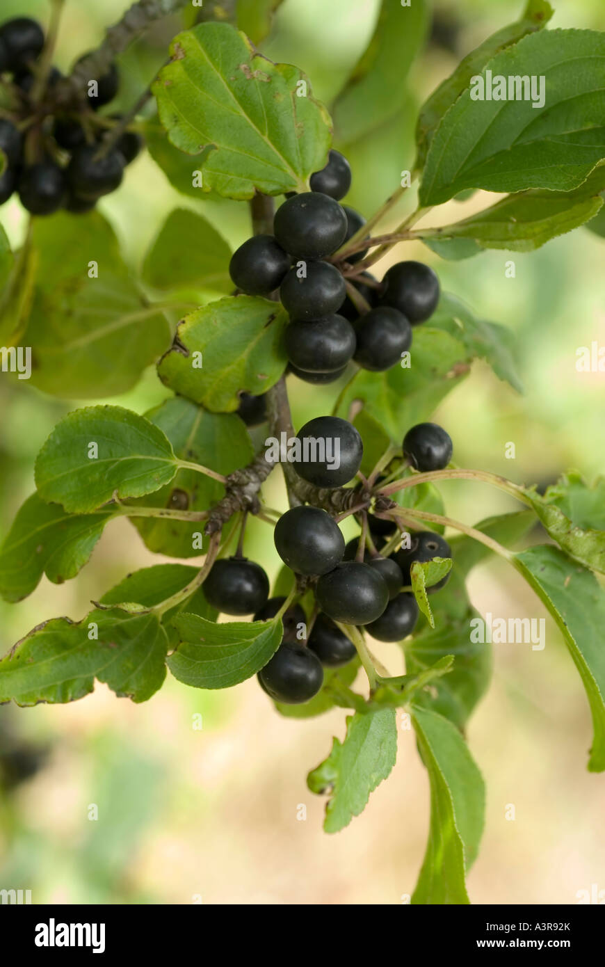 Buck thorn Buckthorn Rhamnus cathartica black berry berries Stock Photo ...
