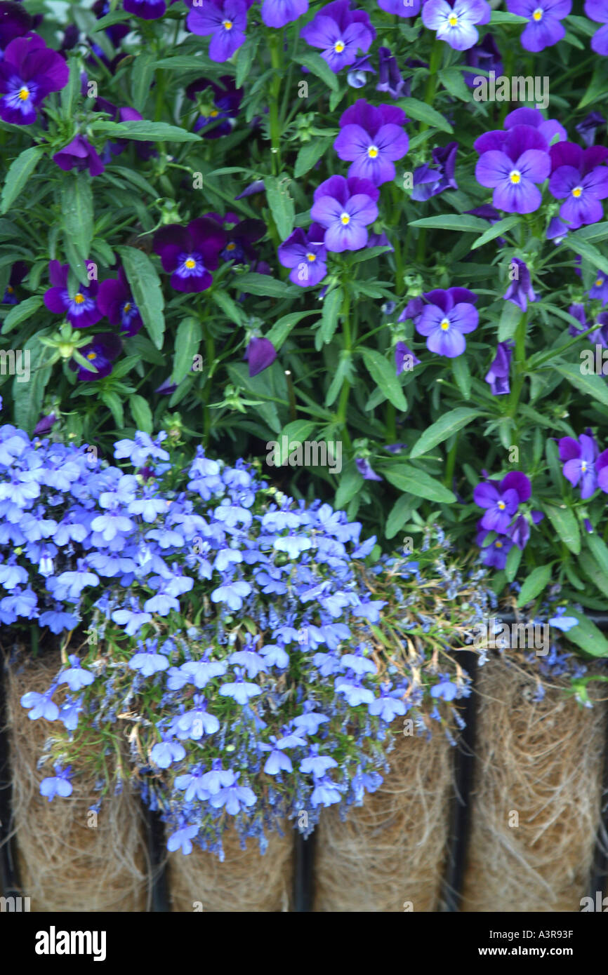 Purple and blue flowers spill from a window box Stock Photo - Alamy