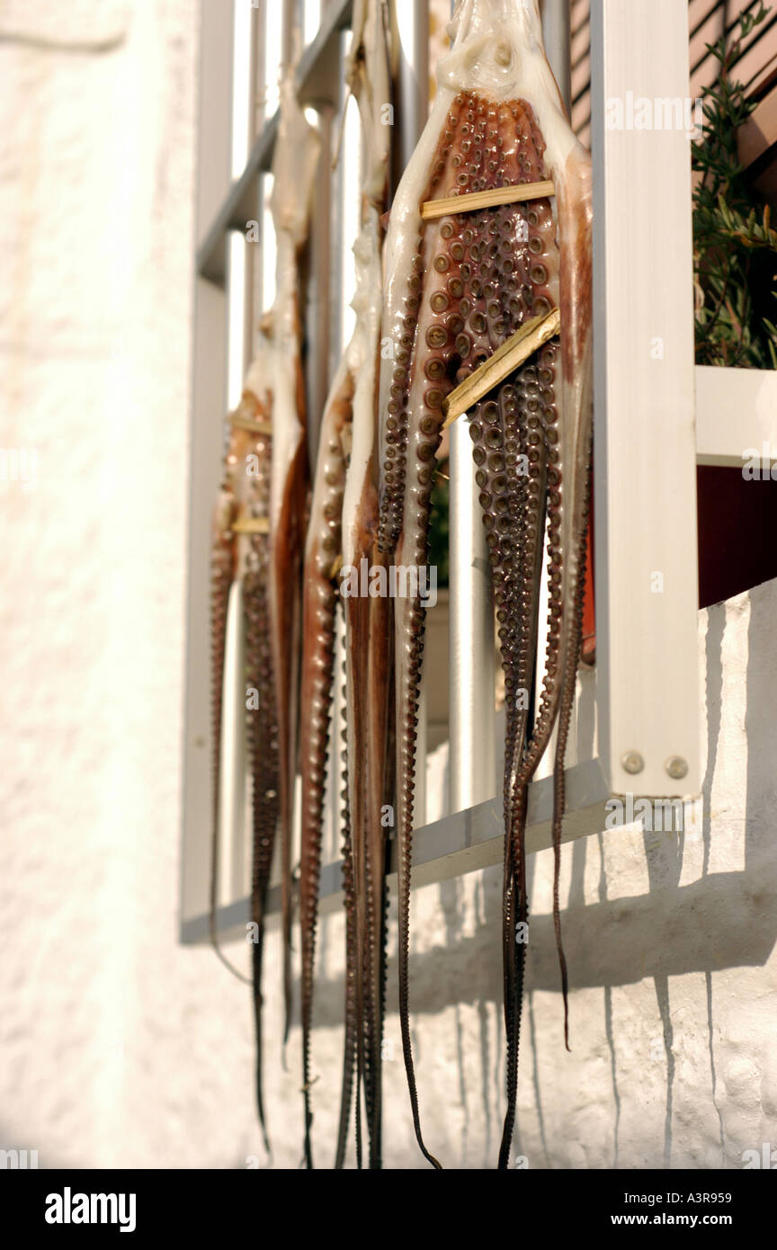 Octopus drying in a window Isleta del Moro Cabo de Gata Andalusia Spain ...