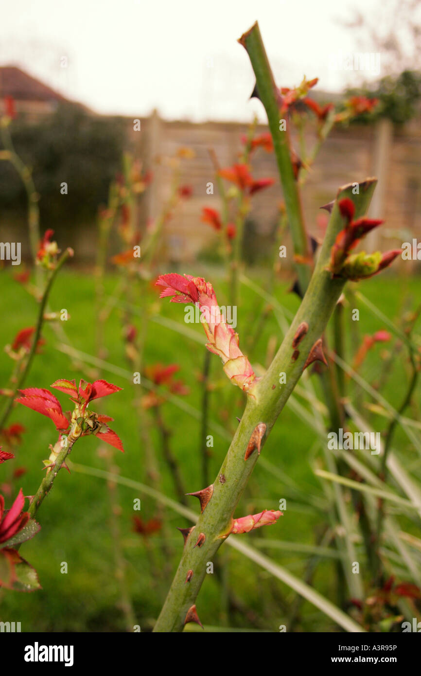 NEW ROSE SHOOTS EARLY SPRING Stock Photo - Alamy
