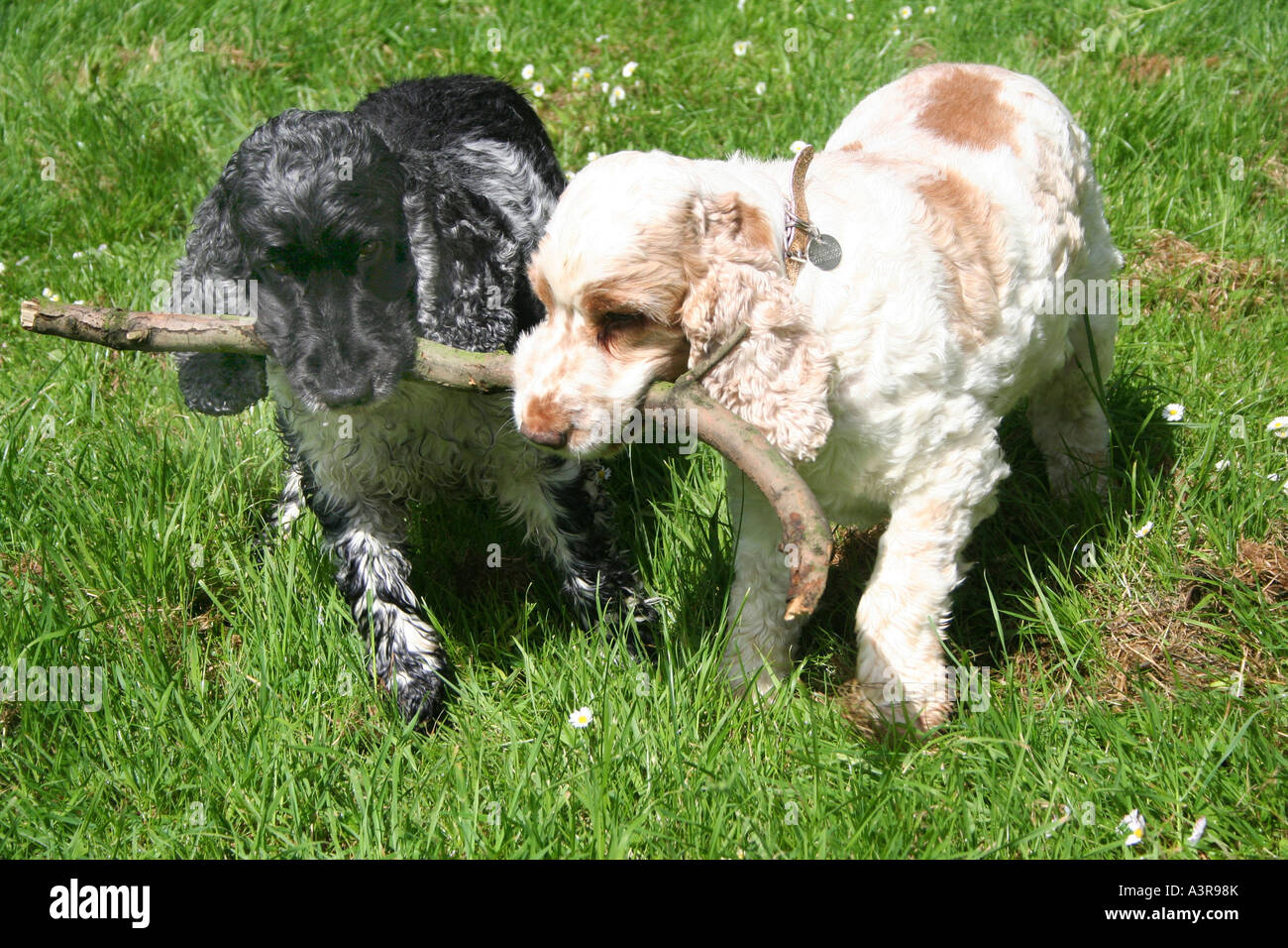 Two dogs carrying a stick in perfect teamwork Stock Photo - Alamy