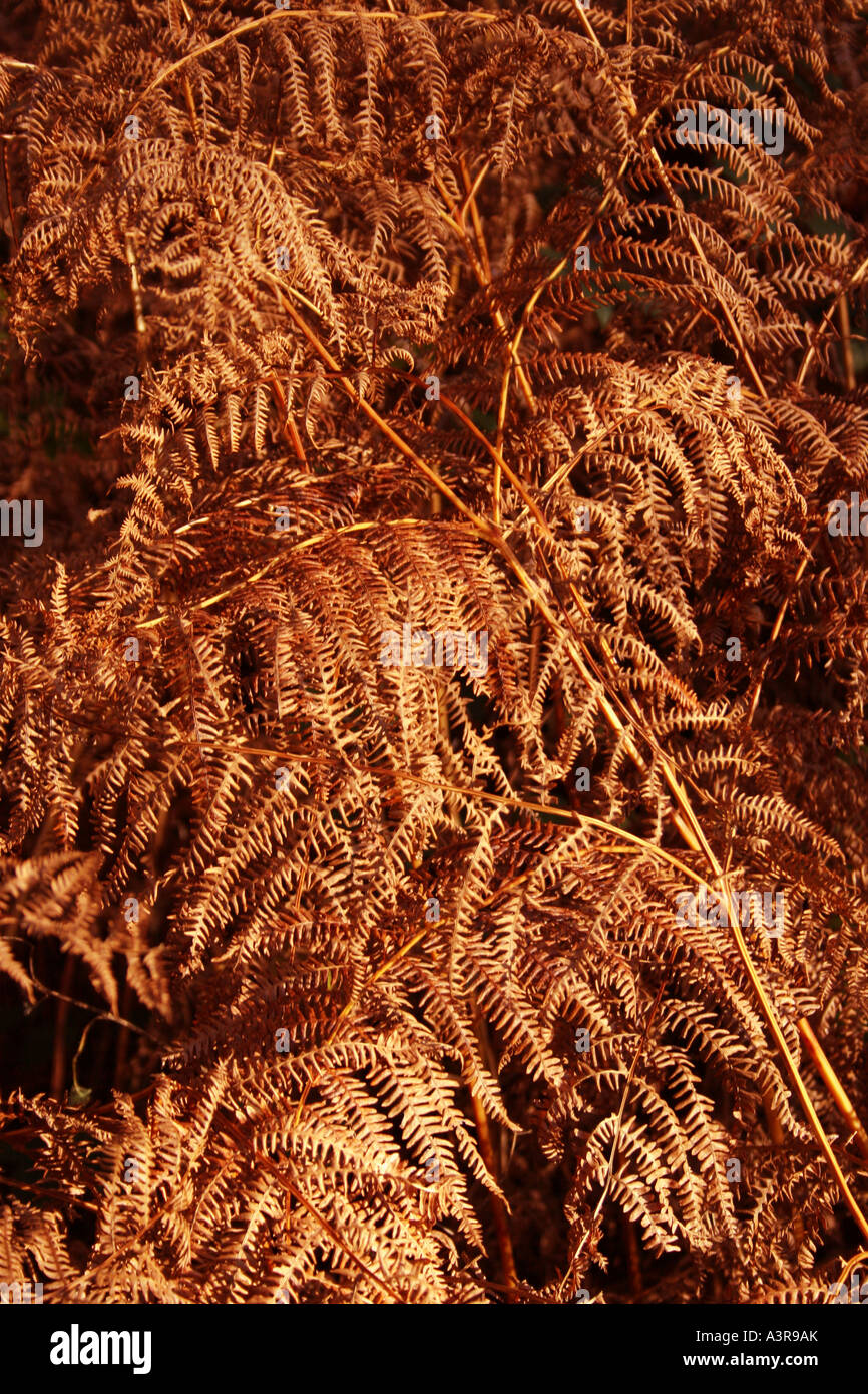 Pteridium aquilinum fern hi-res stock photography and images - Alamy