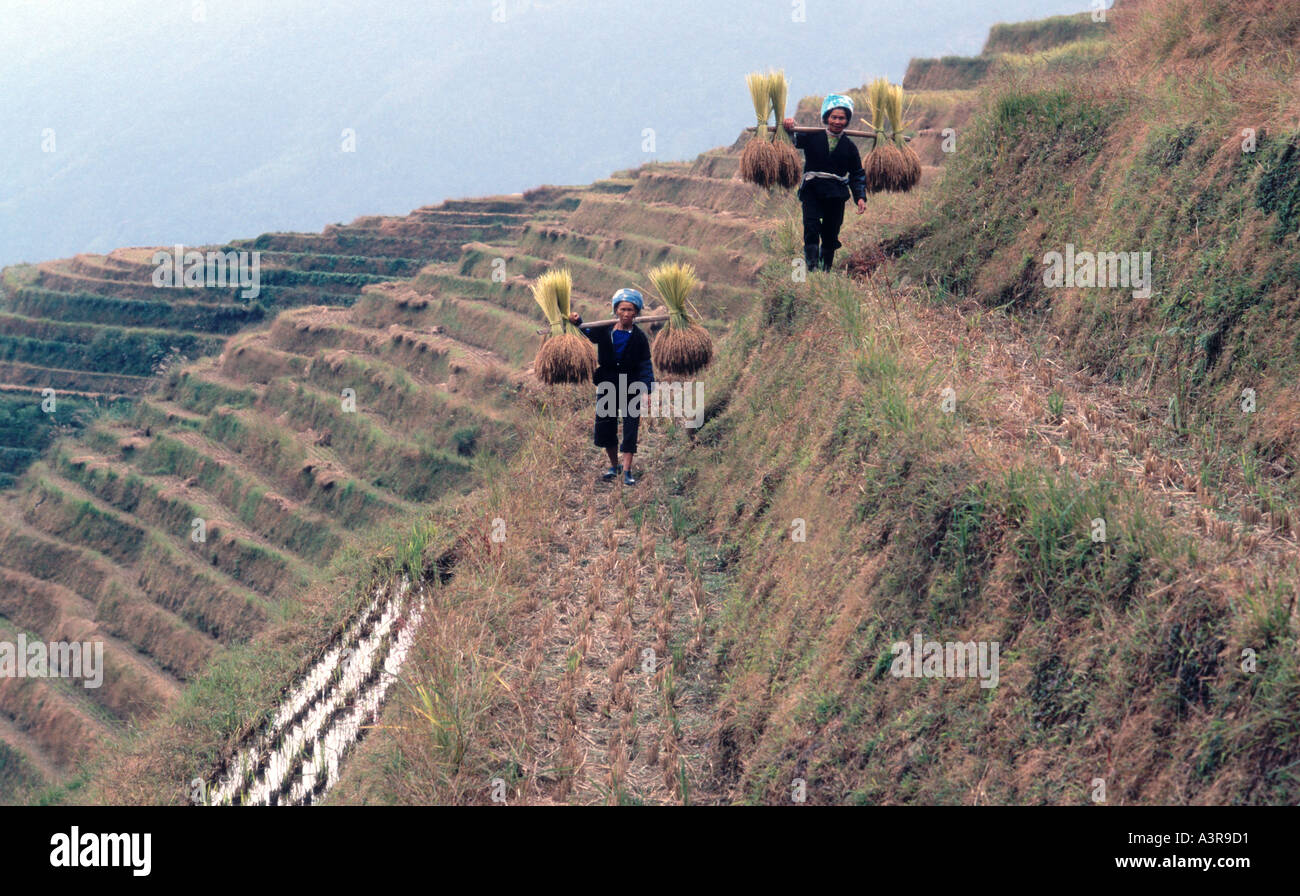 Two Pigan Women in China working in Fields of farms Stock Photo - Alamy