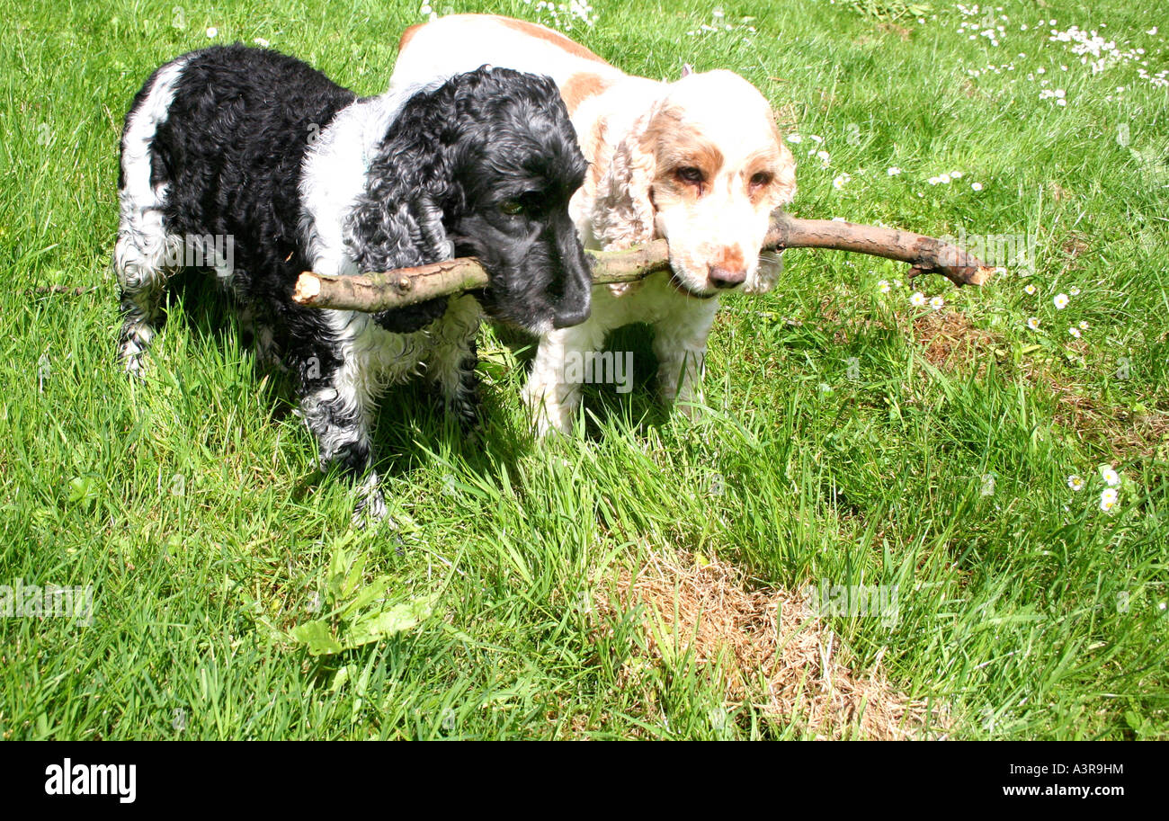 Animal teamwork hi-res stock photography and images - Alamy