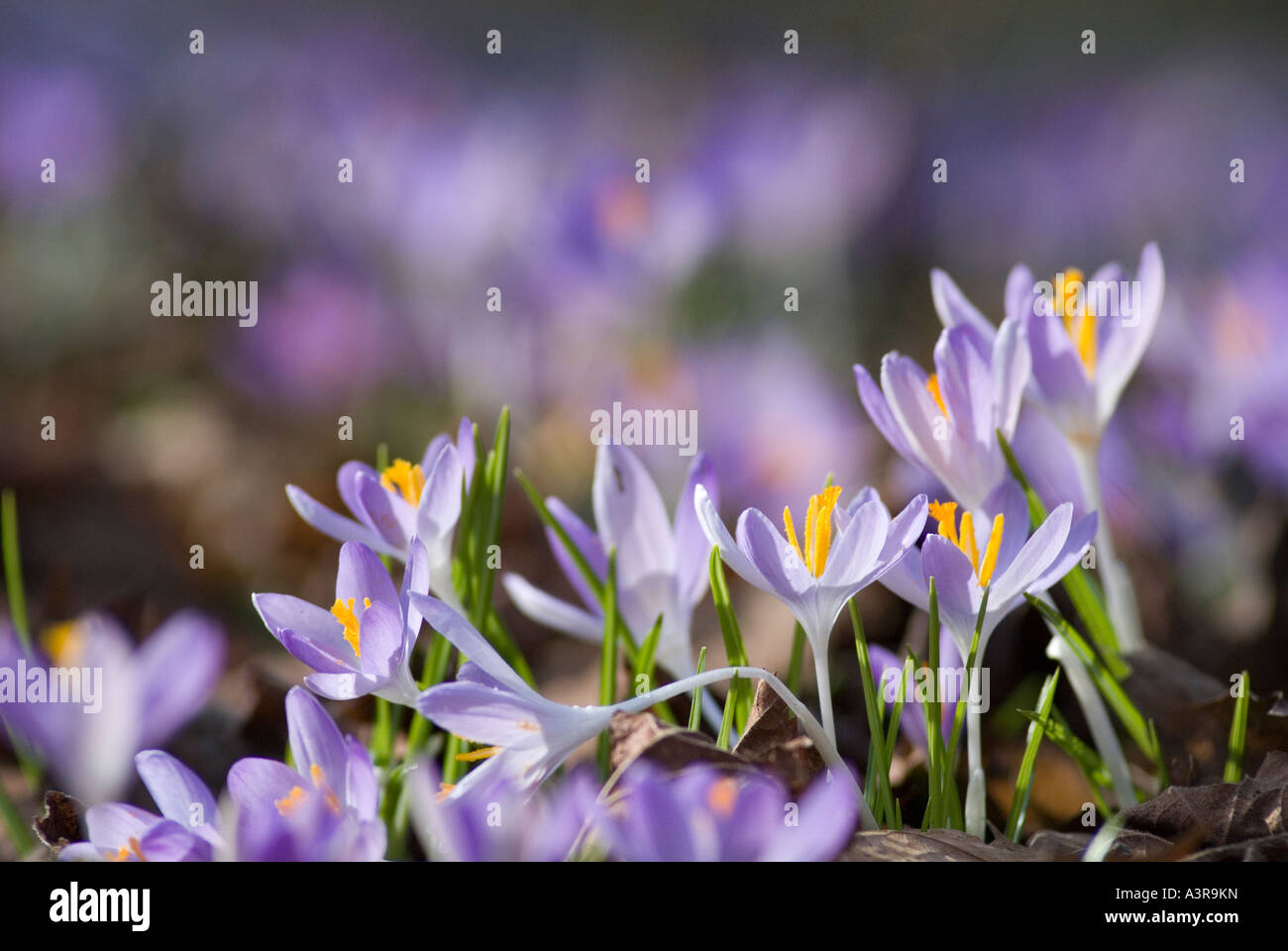 Many crocusses hi-res stock photography and images - Alamy