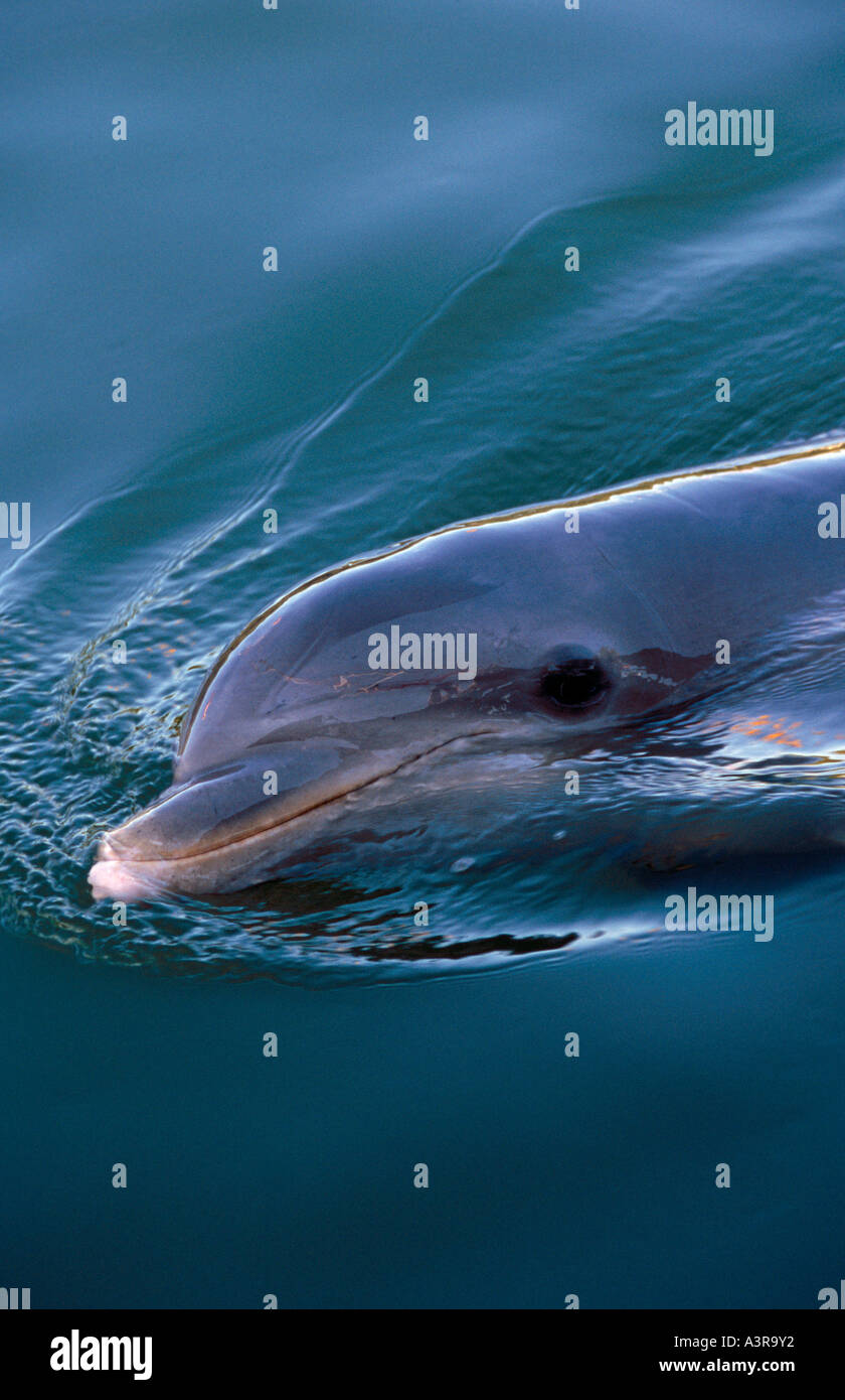 Dolphin eye ocean portrait hi-res stock photography and images - Alamy