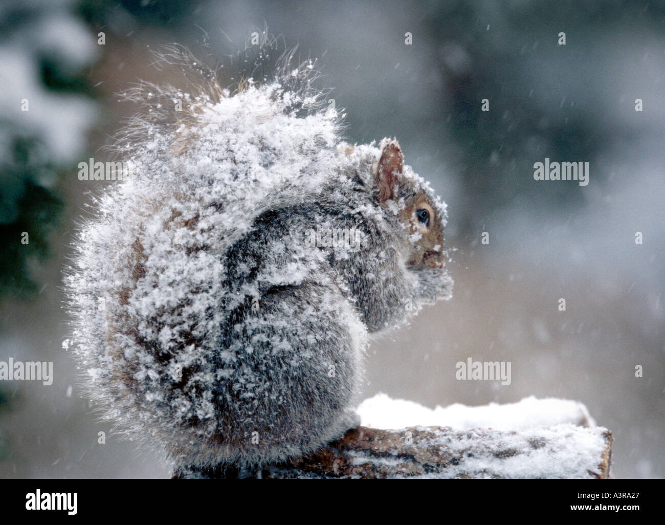 Grey Squirrel in the cold of Winter in the snow of the northern USA ...