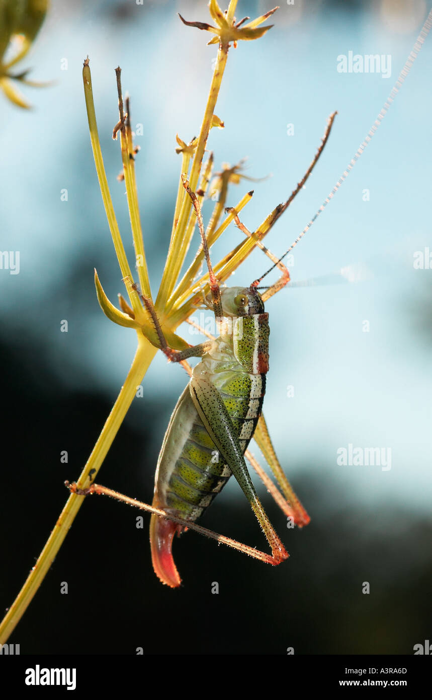 cricket dark bush cricket carrot family spreading hedgeparsley ...