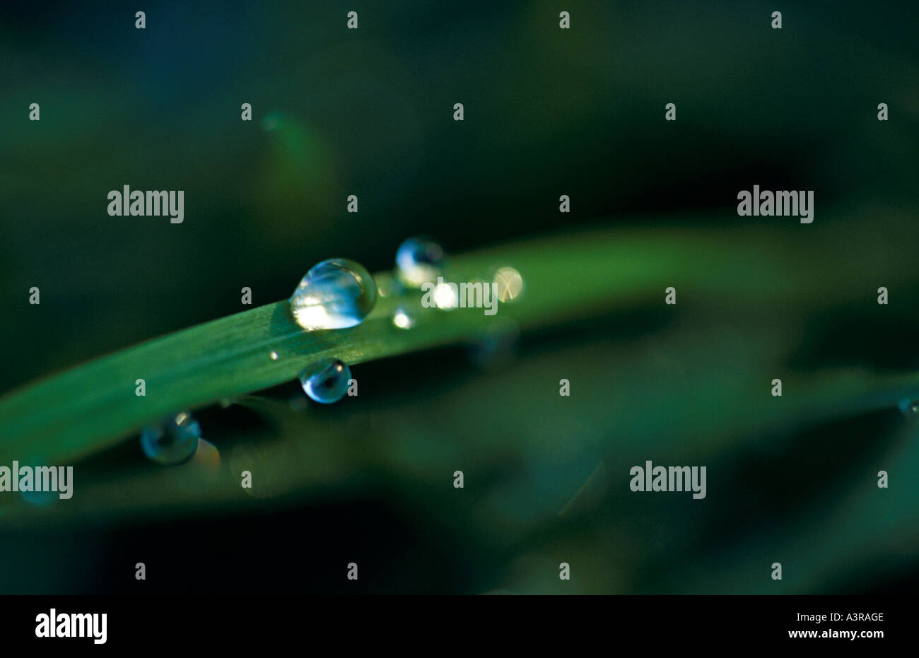 single blade of grass Stock Photo - Alamy