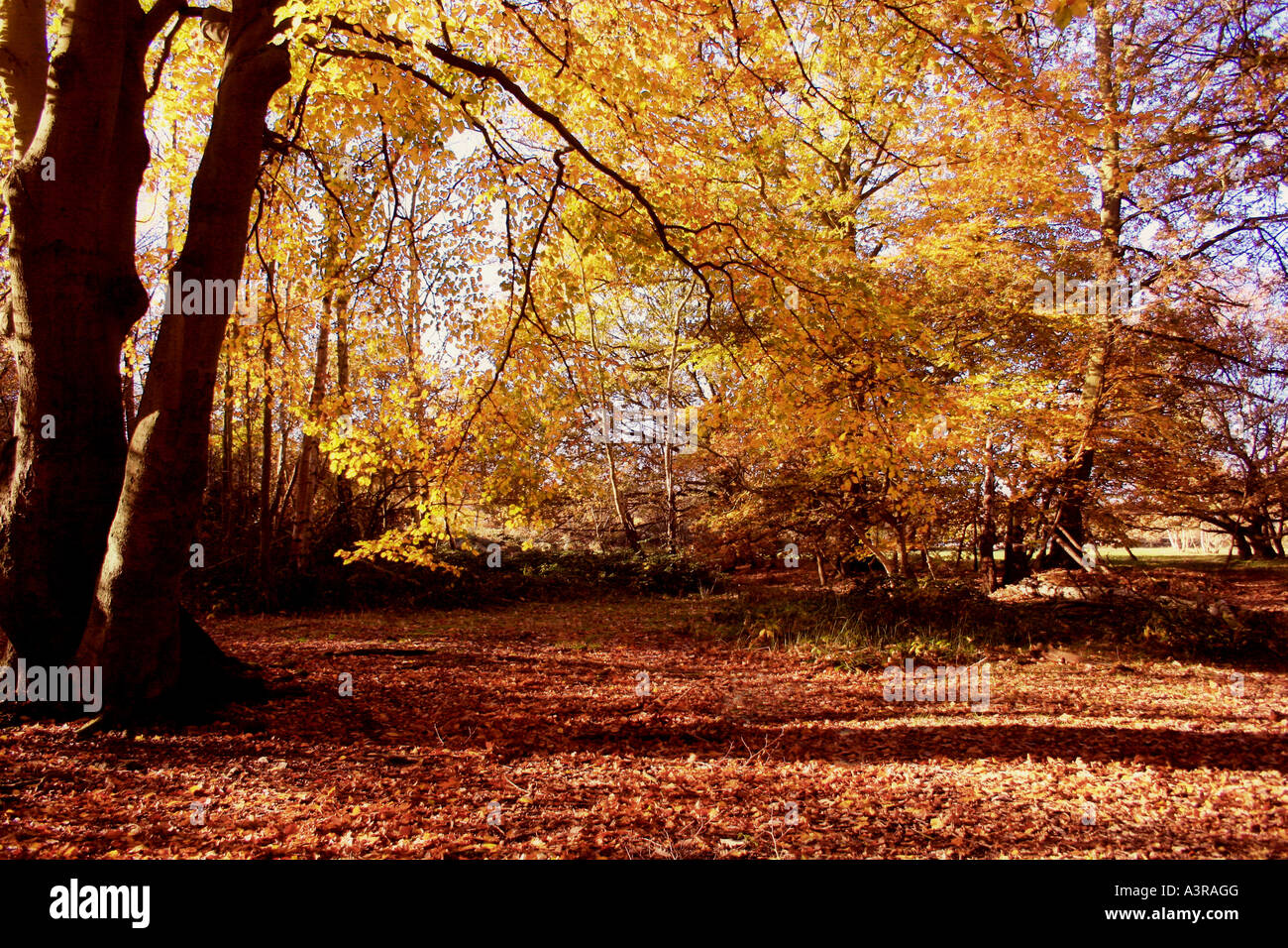 Autumn woodland epping forest england hi-res stock photography and ...