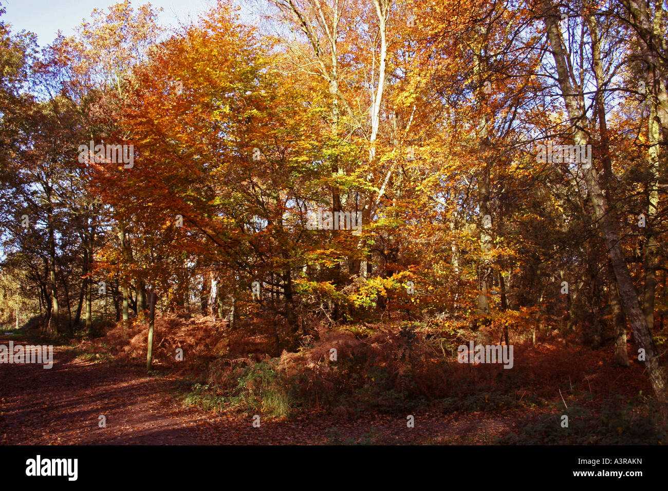 EPPING FOREST IN AUTUMN UK Stock Photo - Alamy