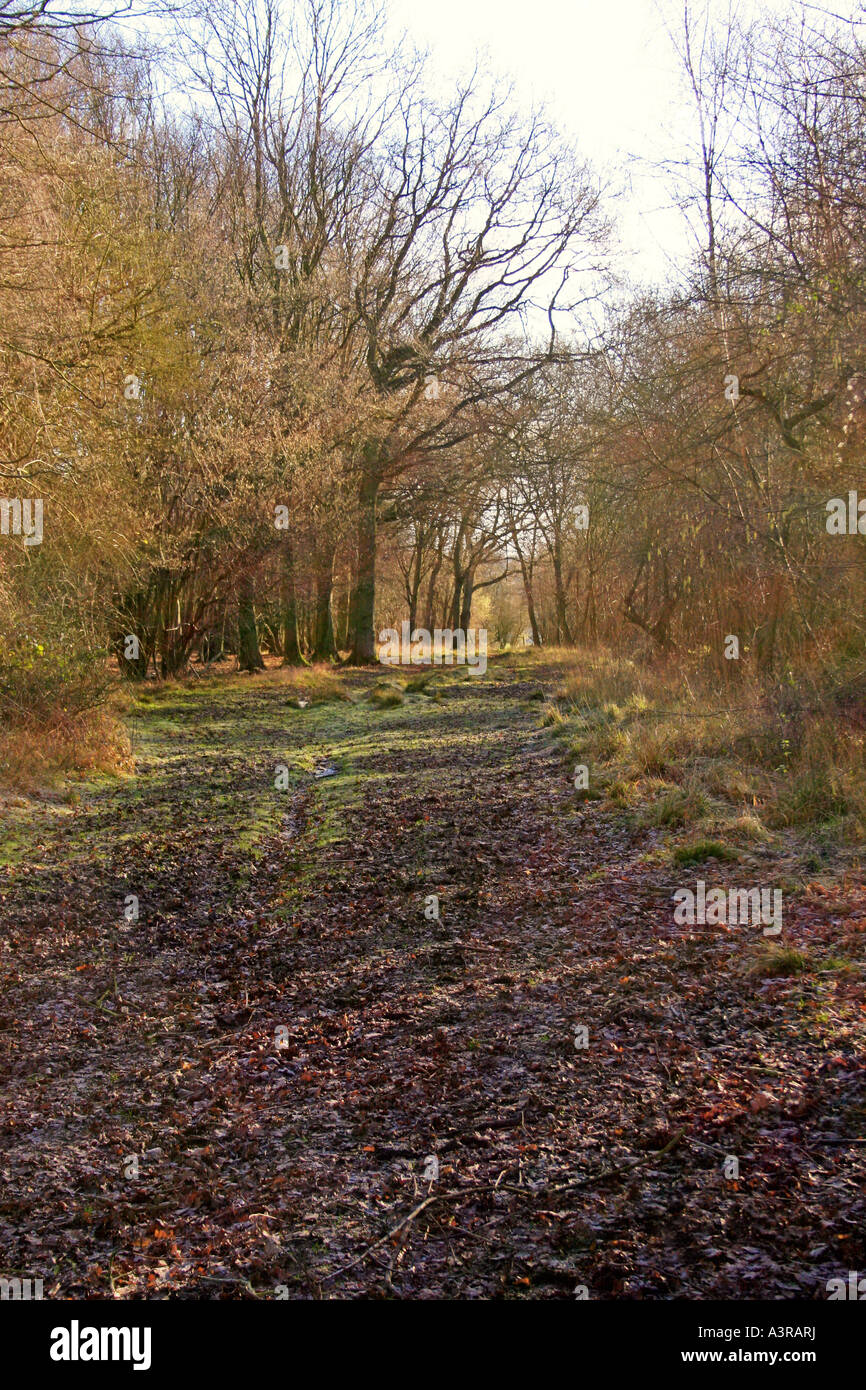 FOOTPATH WITH EARLY MORNING FROST. HATFIELD FOREST. ESSEX. UK Stock ...