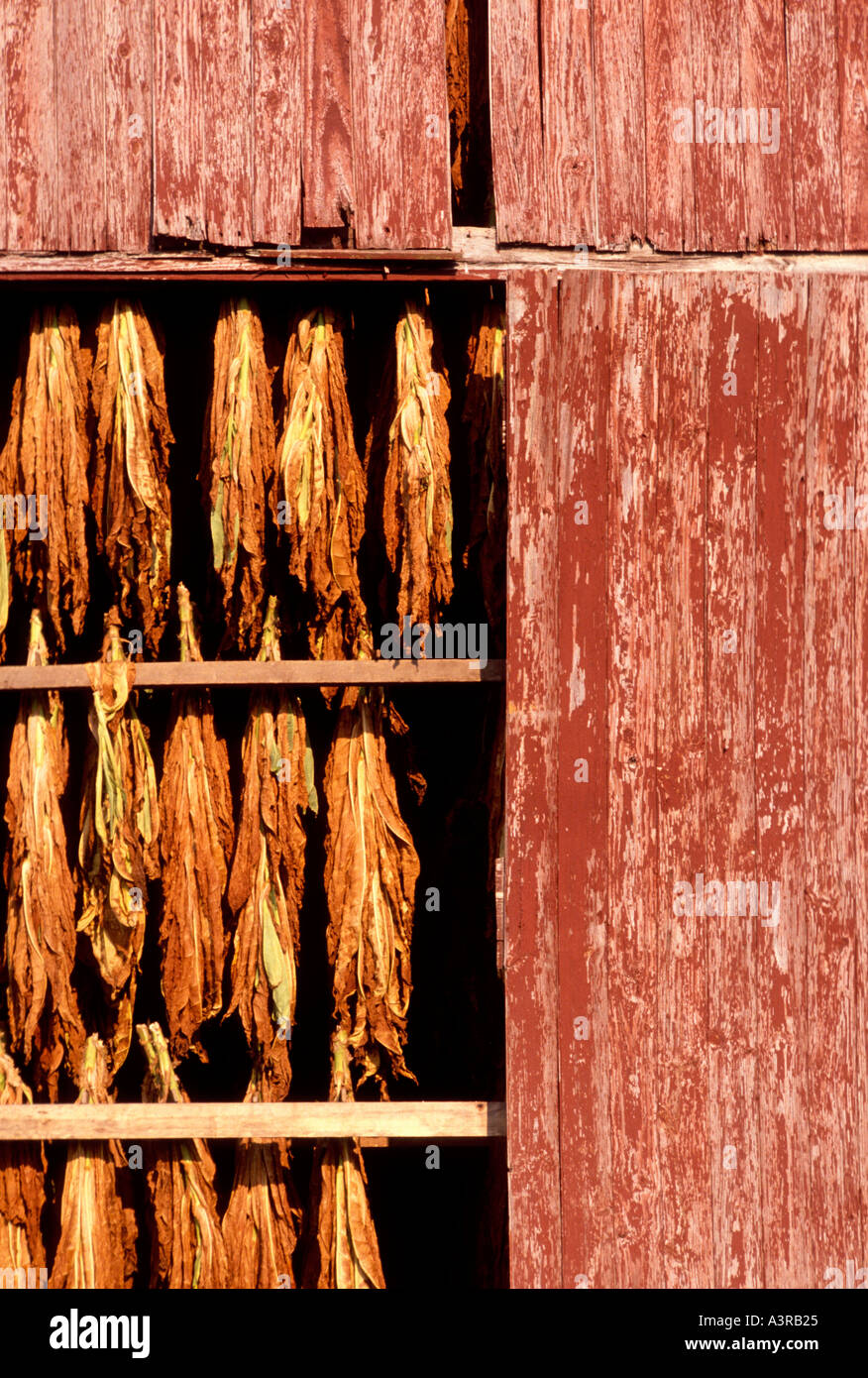 Tobacco Drying in barn in Tennessee yard Stock Photo - Alamy