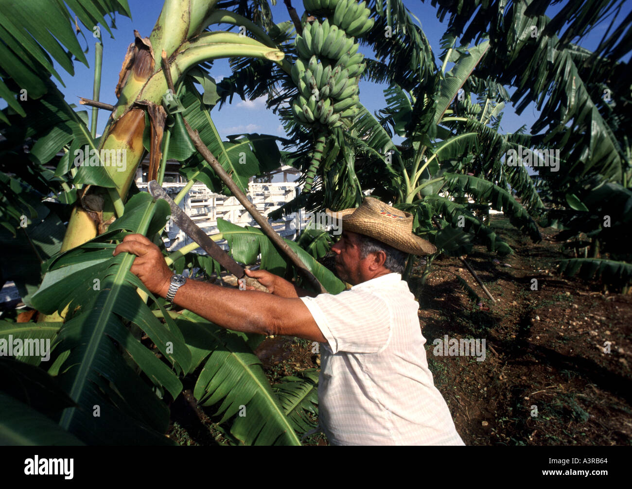 A Cuban farmer in his home farm garden of banana trees in a rural area ...