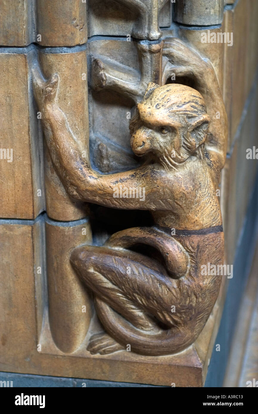 London natural history museum monkey hi-res stock photography and ...