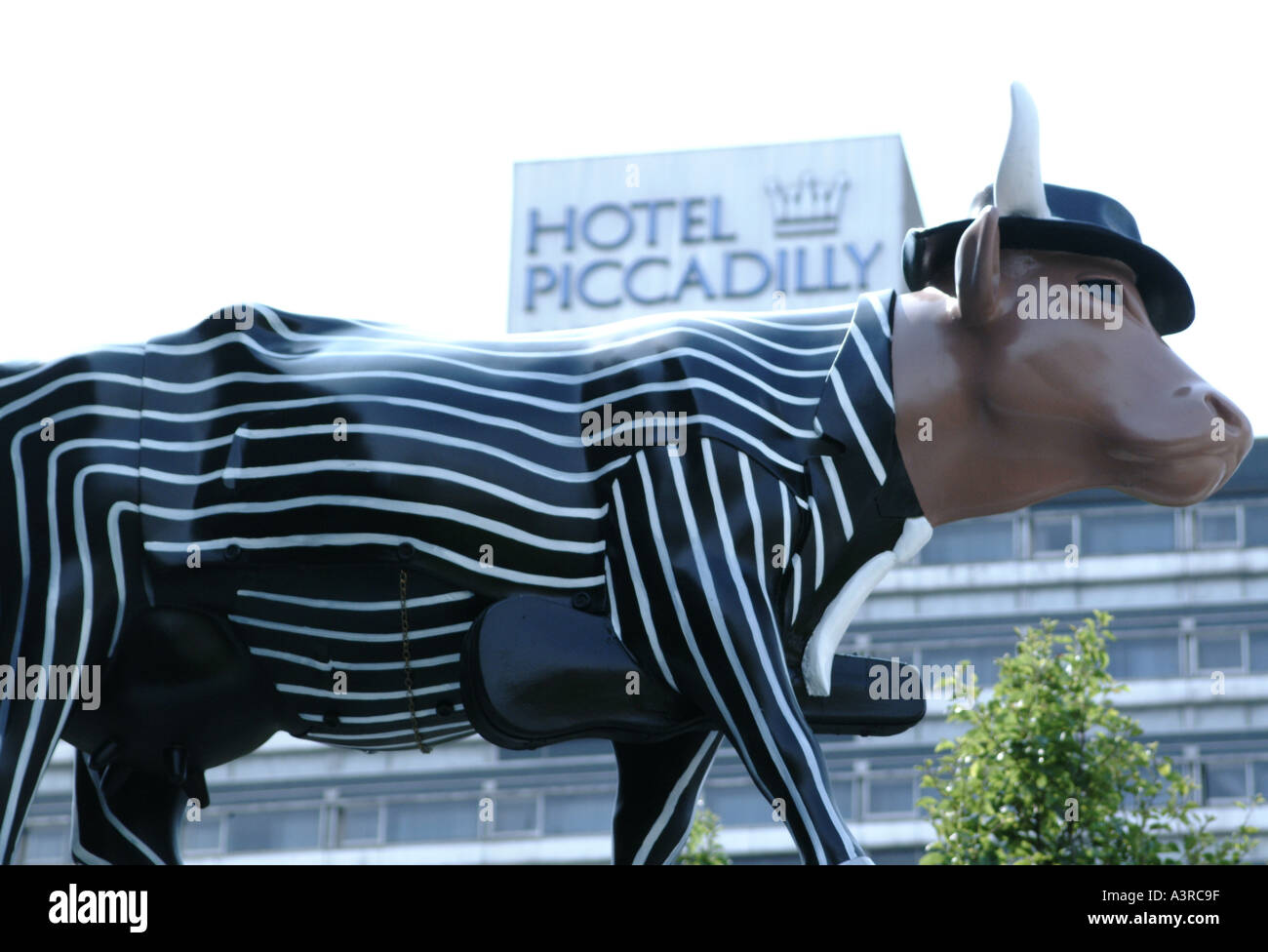 Cow Parade Manchester Stock Photo - Alamy