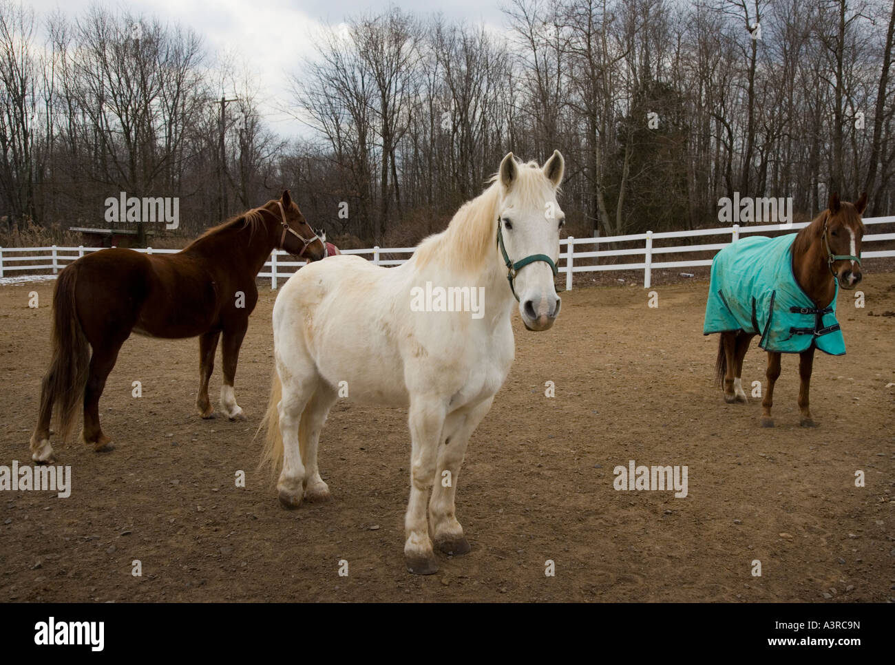 Horses in a corral Stock Photo - Alamy