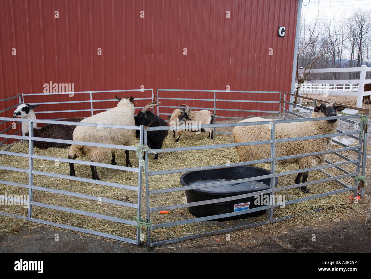 Farm animals in a corral Stock Photo - Alamy