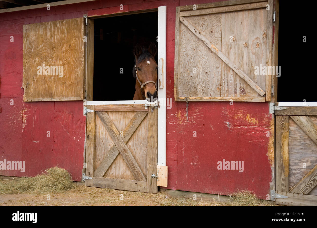 Horse in a stall Stock Photo - Alamy