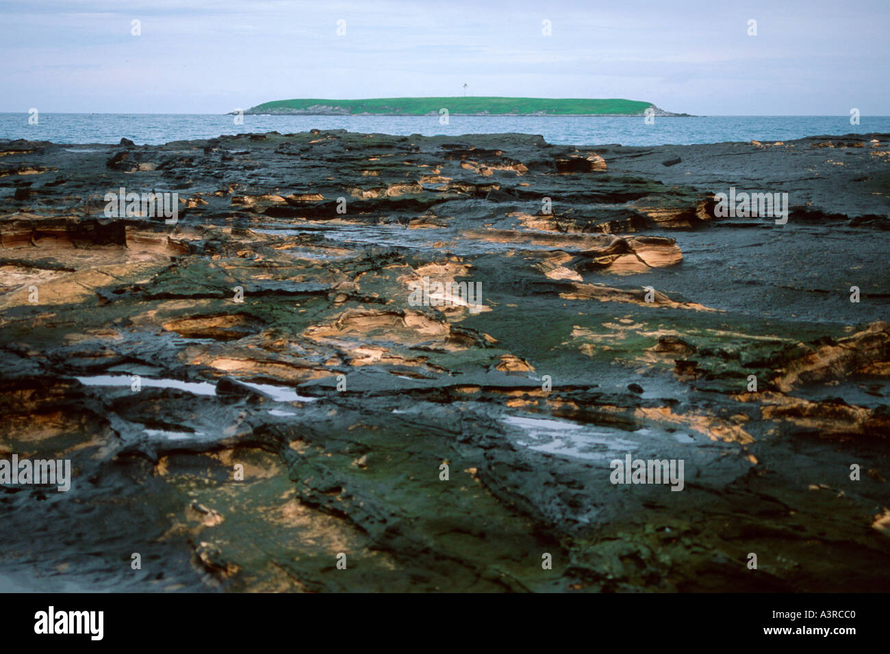 Tide pool and single coconut tree in Sueste island background Siriba ...