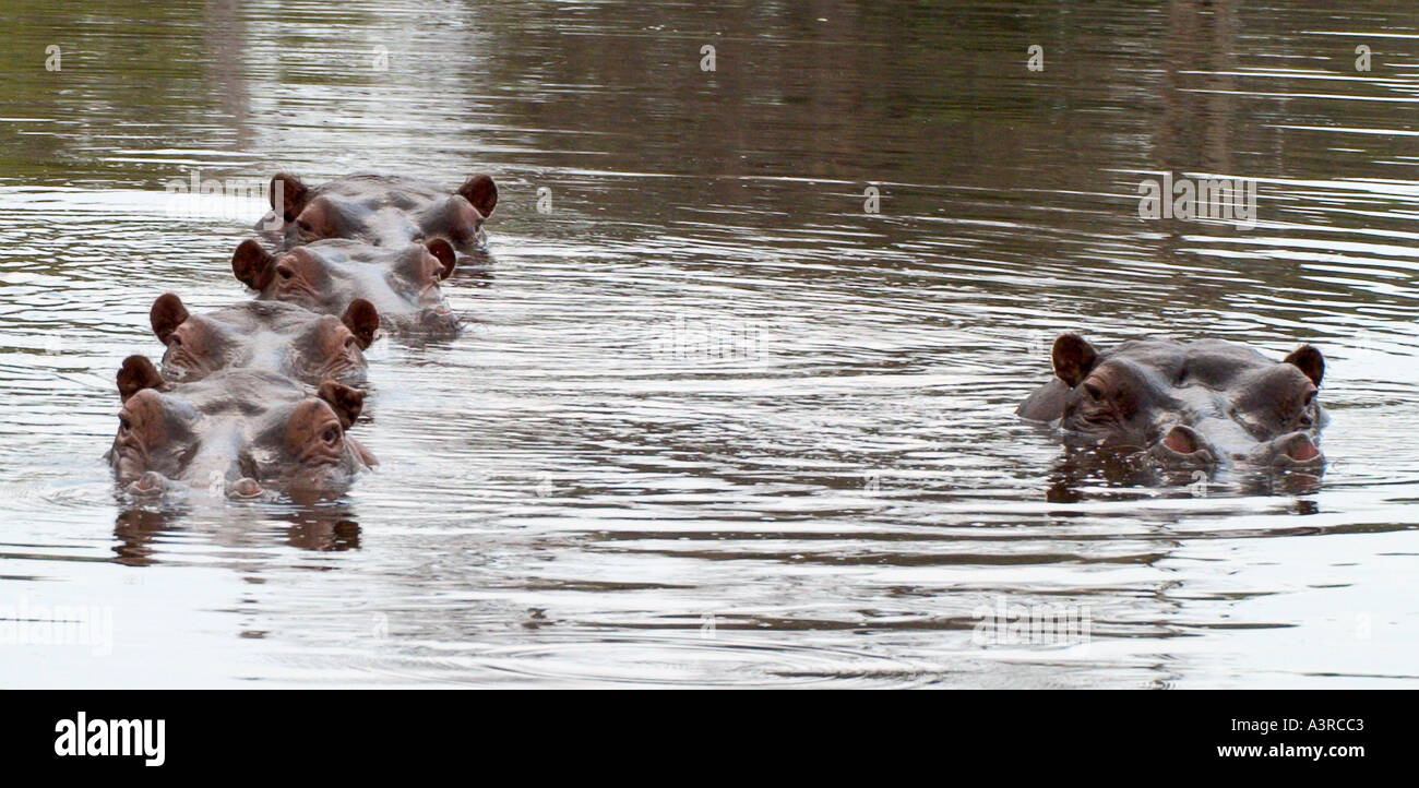 Hippo line up Stock Photo - Alamy