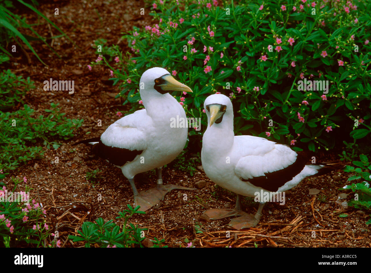 Siriba Island High Resolution Stock Photography and Images - Alamy