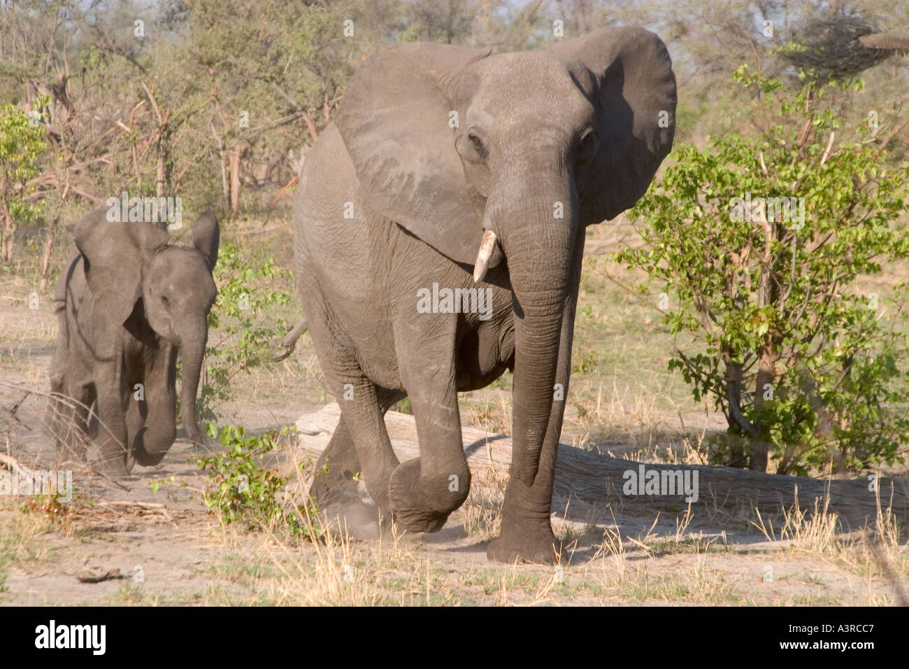 Elephant protecting baby Stock Photo - Alamy