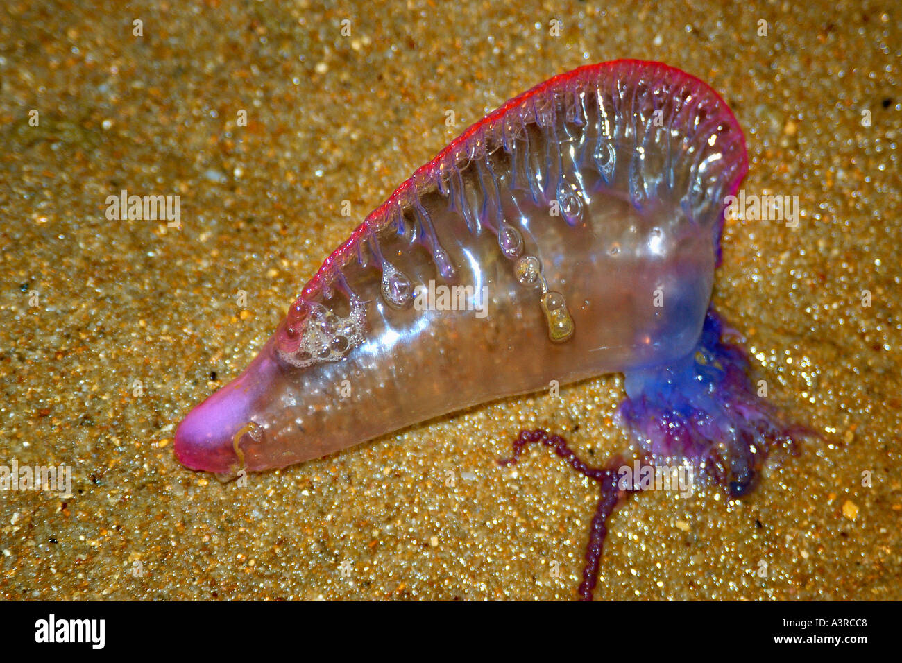 Beached portuguese man of war Physalia physalis Praia do Forte Bahia ...