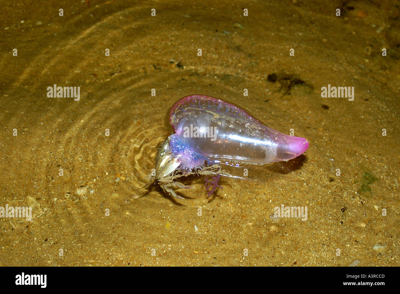 Crab attacking portuguese man of war Physalia physalis Praia do Forte ...
