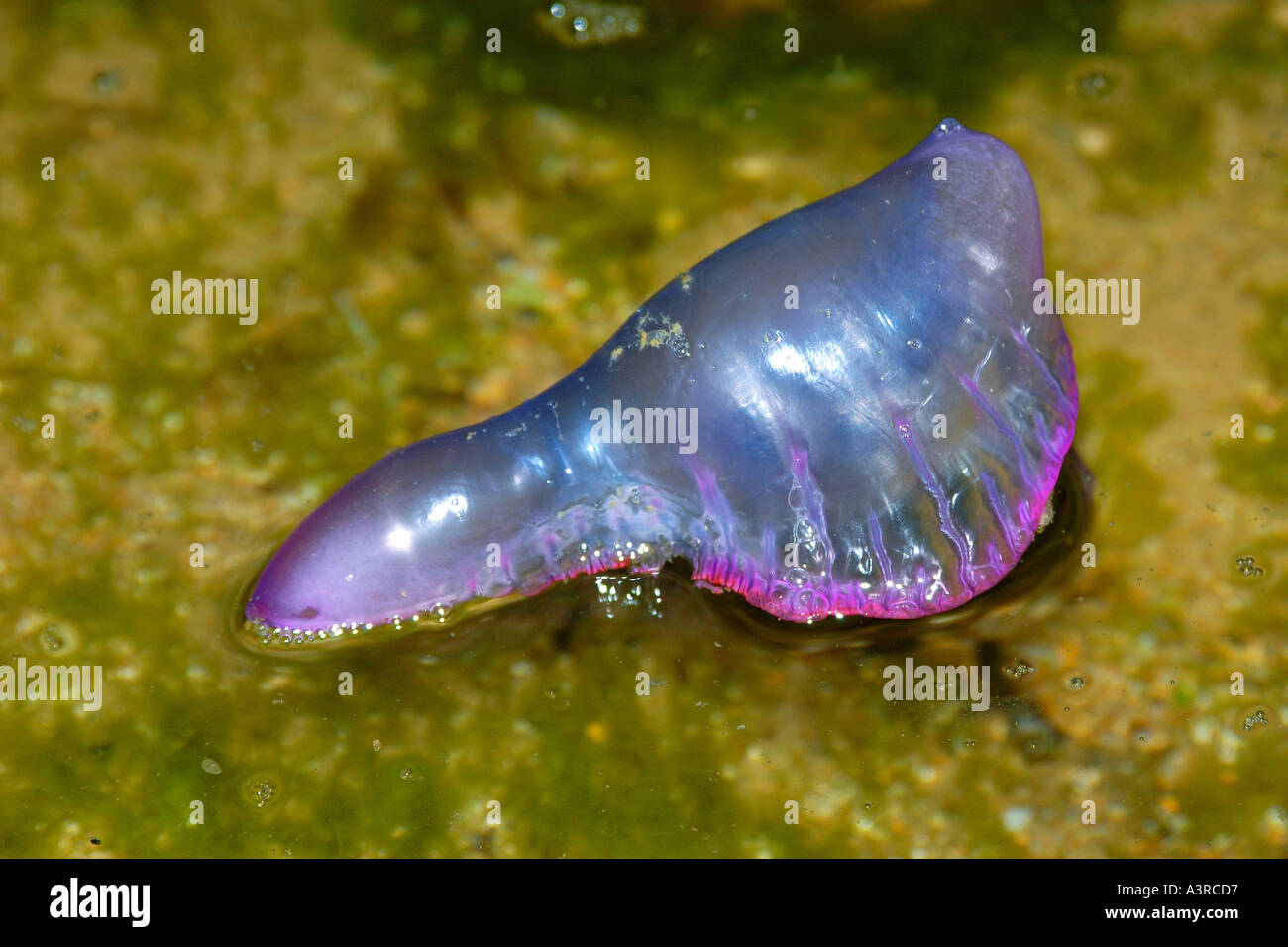 Portuguese man of war near shore Physalia physalis Praia do Forte Bahia ...
