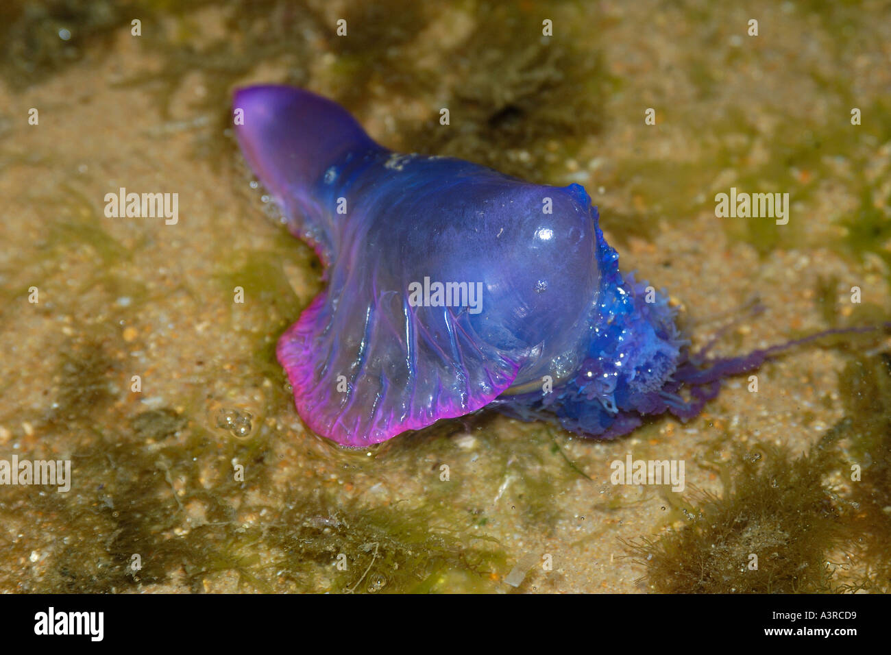 Portuguese man of war sting hi-res stock photography and images - Alamy