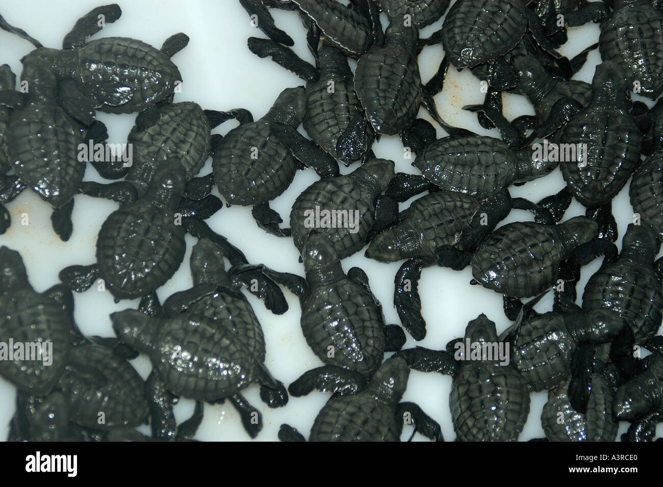 Clutch of olive ridley turtle hatchlings c Lepidochelys olivacea ready ...