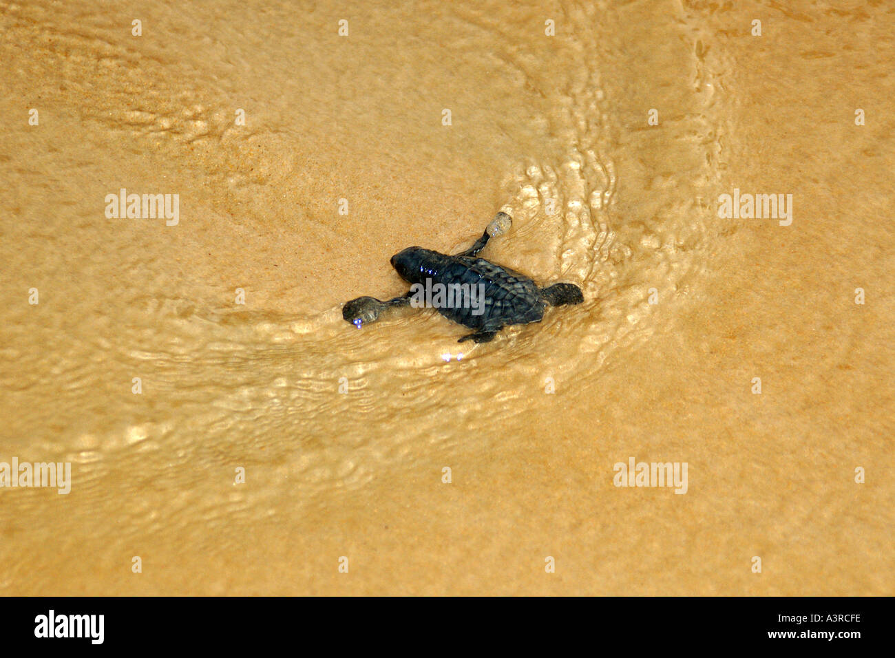Olive ridley turtle hatchling Lepidochelys olivacea Costa do Sauipe ...