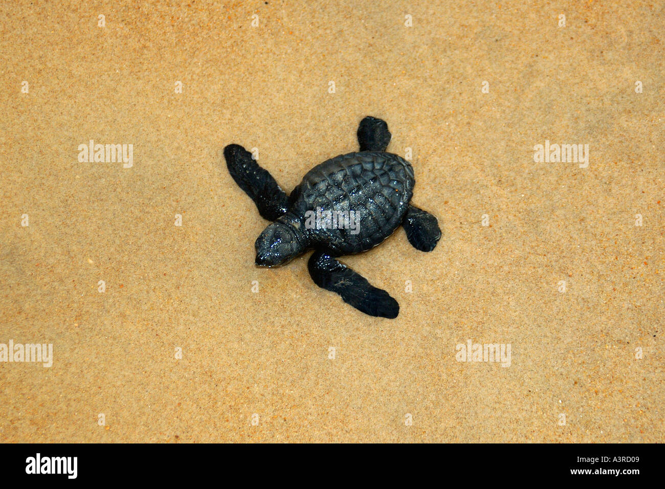 Olive ridley turtle hatchling Lepidochelys olivacea Costa do Sauipe ...