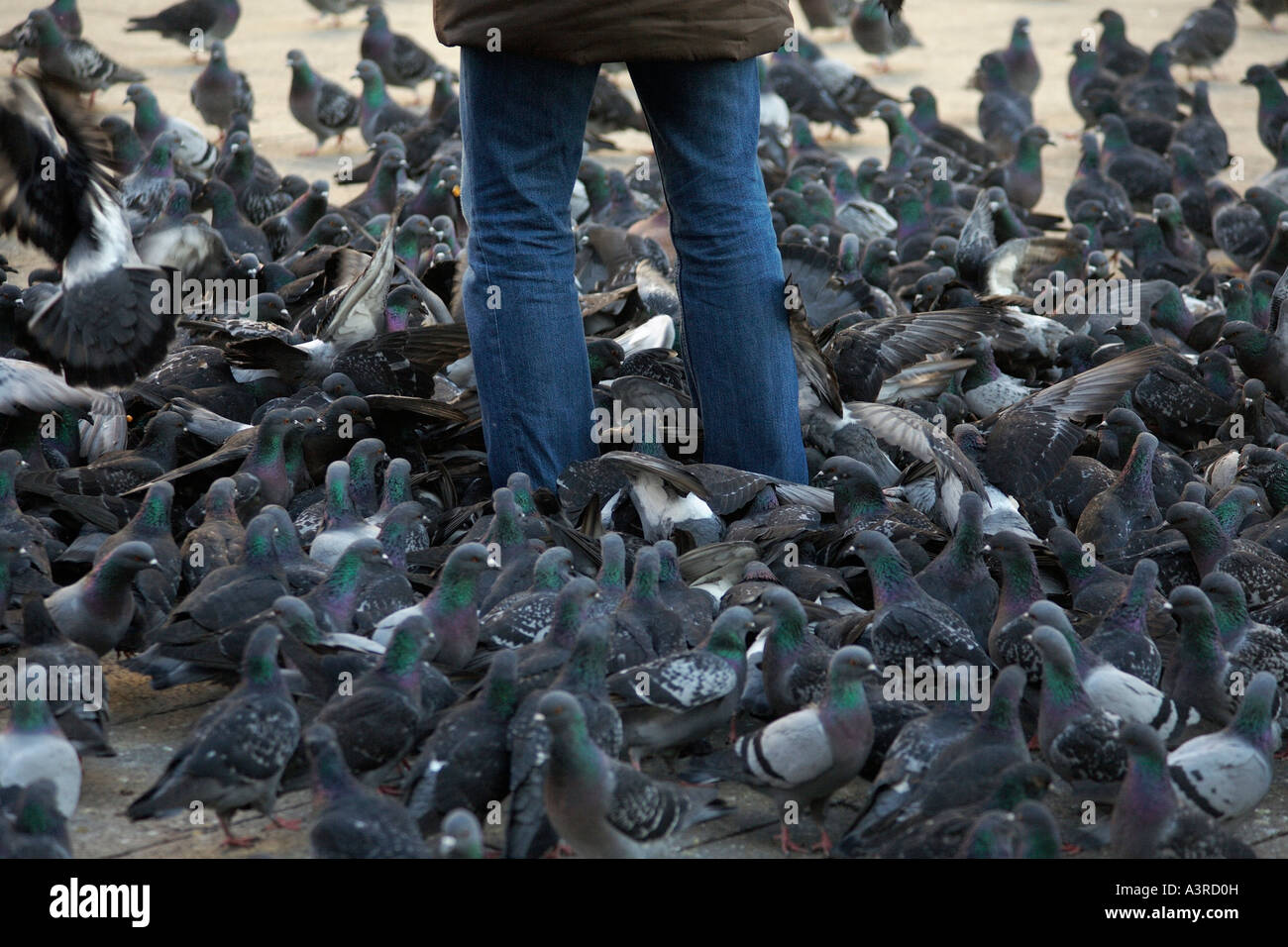 Swarming birds hi-res stock photography and images - Alamy