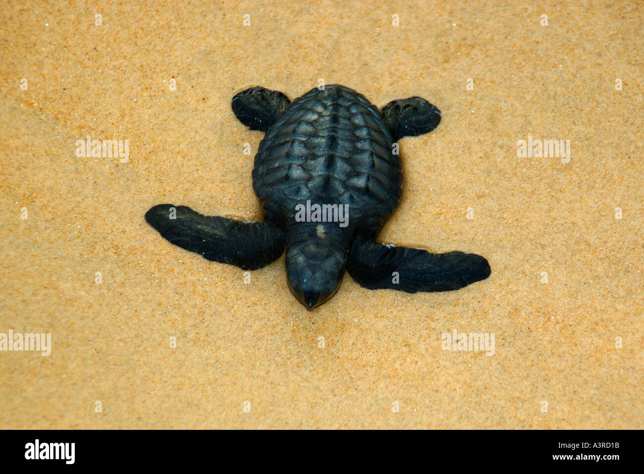 Olive ridley turtle swimming hi-res stock photography and images - Alamy