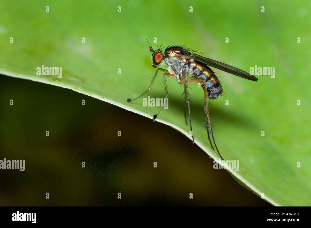 Green eyed long legged fly hi-res stock photography and images - Alamy
